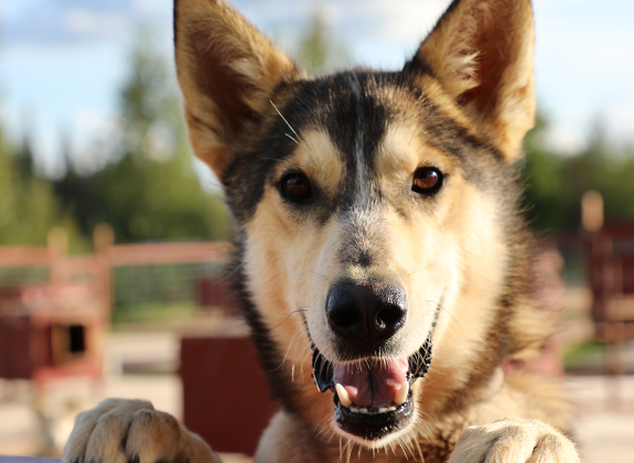 Sightseeing & Activities in Talkeetna | Railbookers®